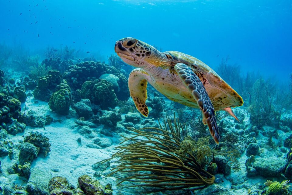 17 Incredible Animals Known For Their Long-Distance Migrations