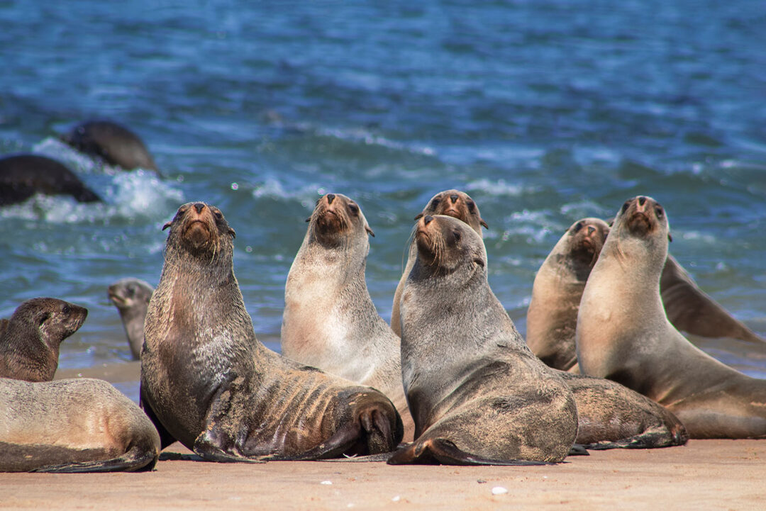 12 Animals That Call Both Land And Water Their Home