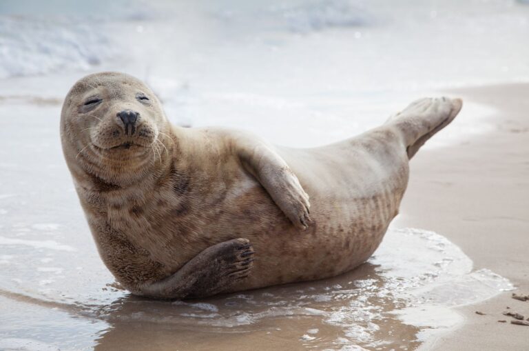 14 Wild Creatures With Unexpectedly Sweet Personalities