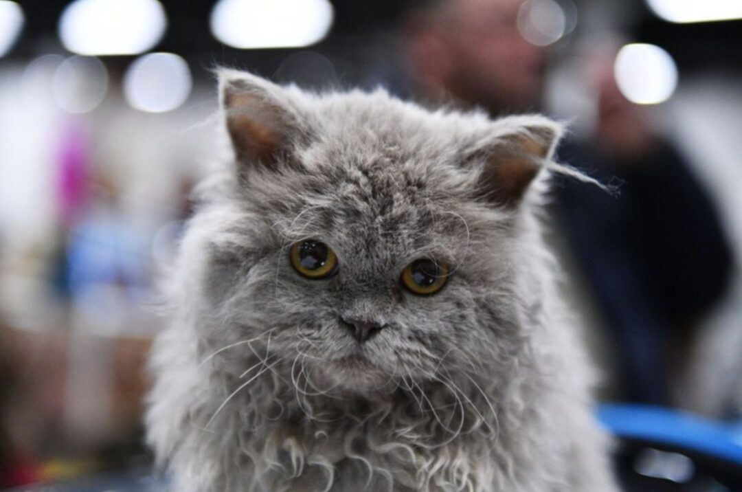 12 Curly-Hair Cat Breeds That Will Leave You Breathless