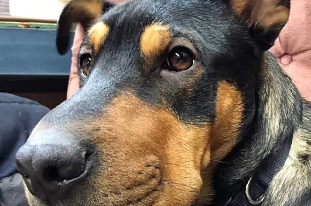 13 Shar Pei Mixes That Will Melt Your Heart