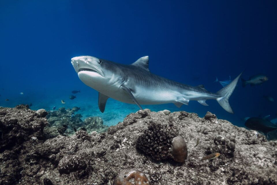 17 Incredible Animals Known For Their Long-Distance Migrations