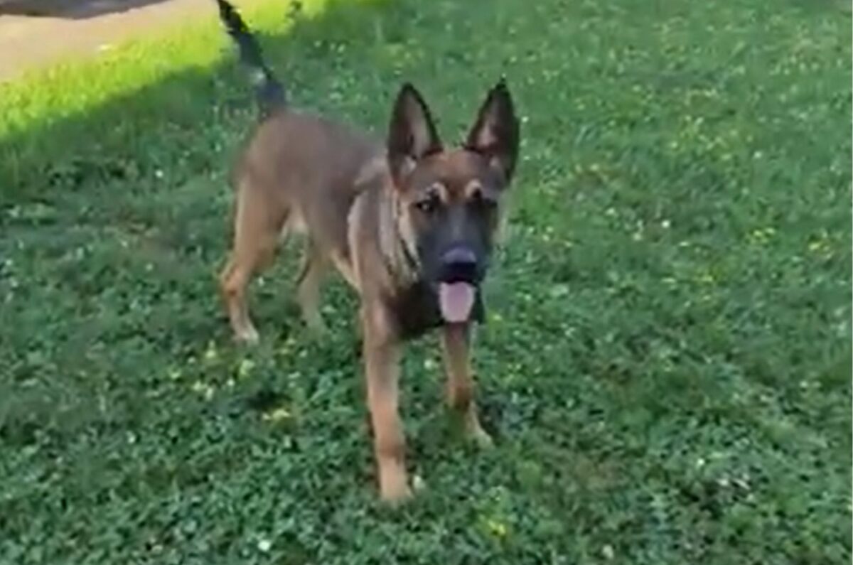 13 Shar Pei Mixes That Will Melt Your Heart