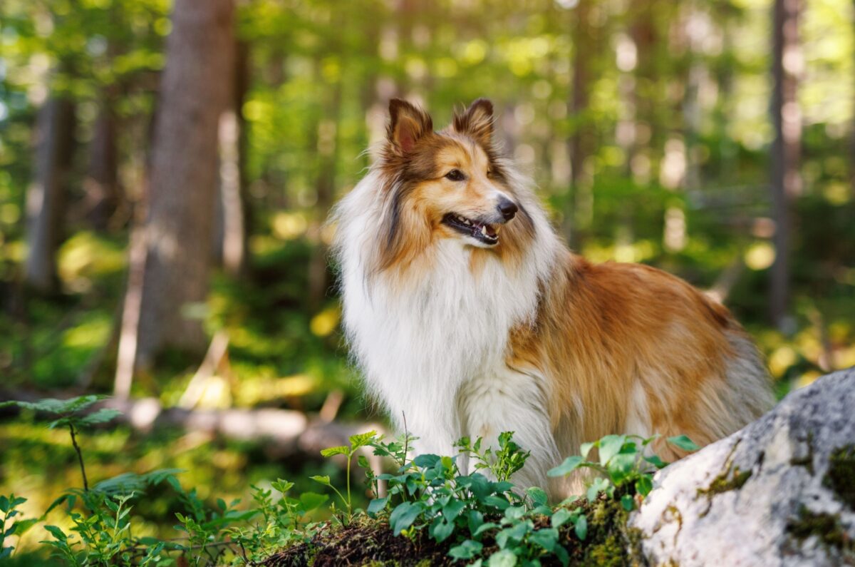18 Dog Breeds That Will Be Best Friends With Your Cat