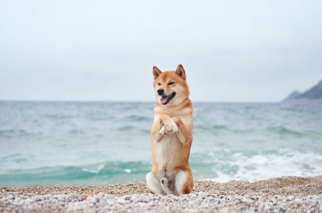 Top 25 Cutest Dog Breeds That Ever Existed