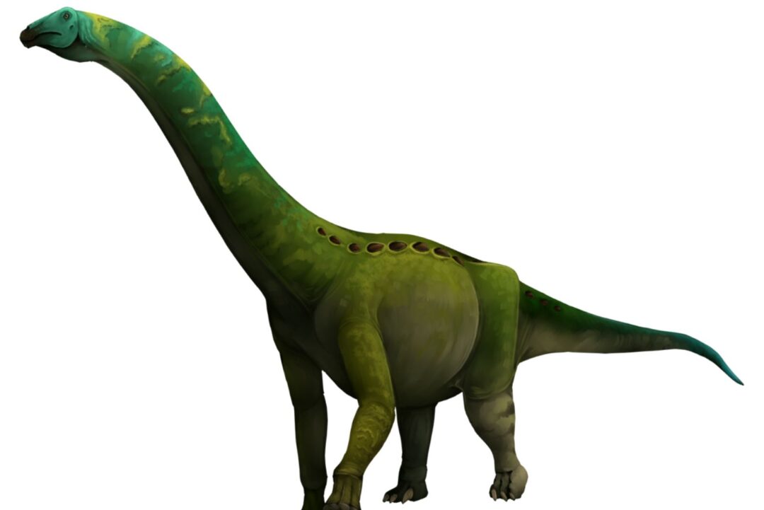 8 Of The World’s Biggest Dinosaurs You Won’t Believe Once Roamed The Earth