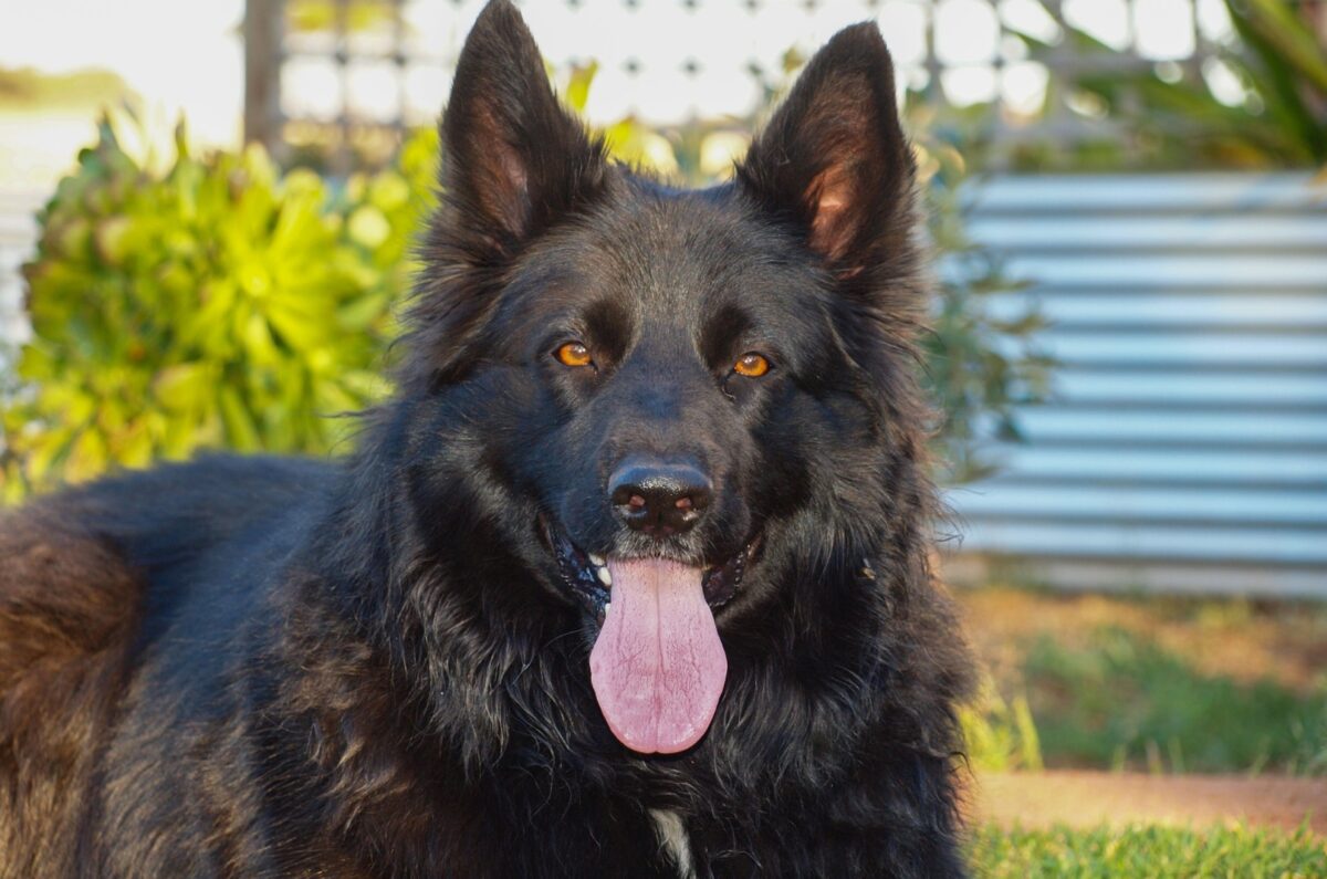 23 Adorable Border Collie Mixes You Won’t Be Able To Resist