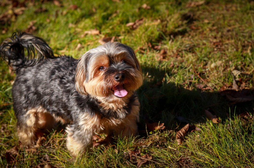 22 Stunning Yorkie Mixes That Will Capture Your Attention And Your Heart