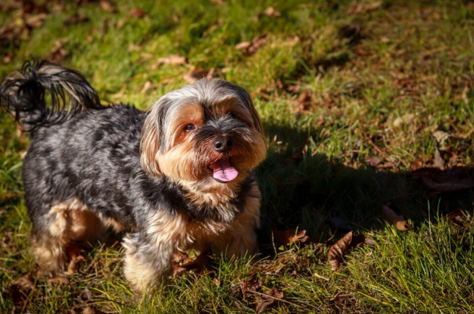 22 Stunning Yorkie Mixes That Will Capture Your Attention And Your Heart