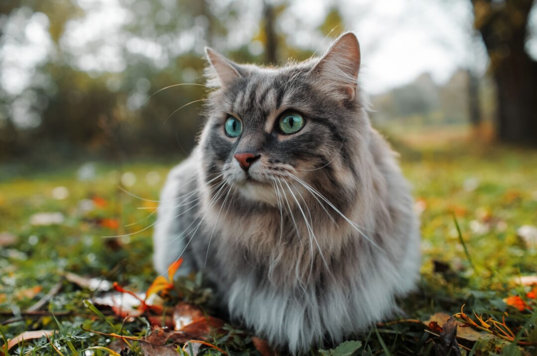 14 Cat Breeds With Surprisingly Big Heads