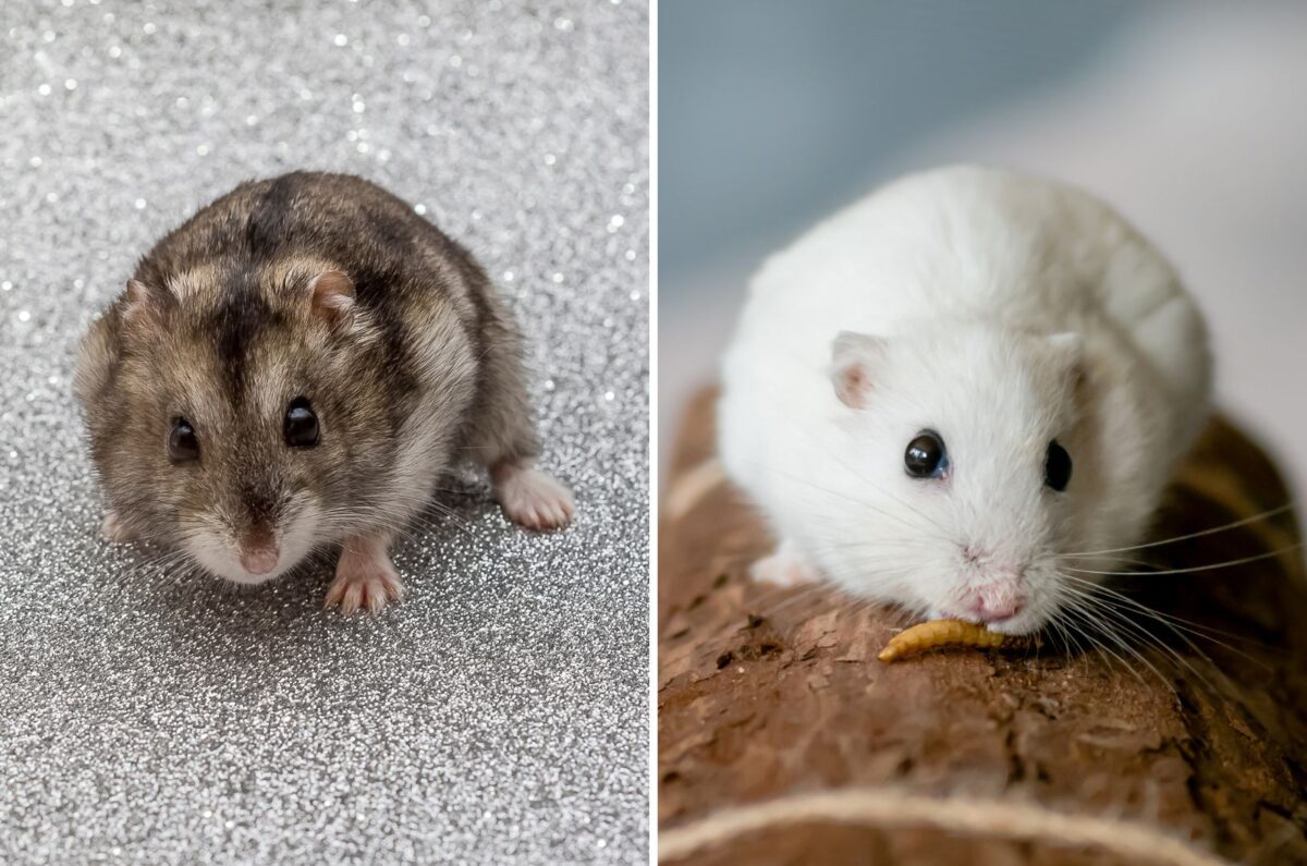 8 Fascinating Animals That Turn White In Wintertime