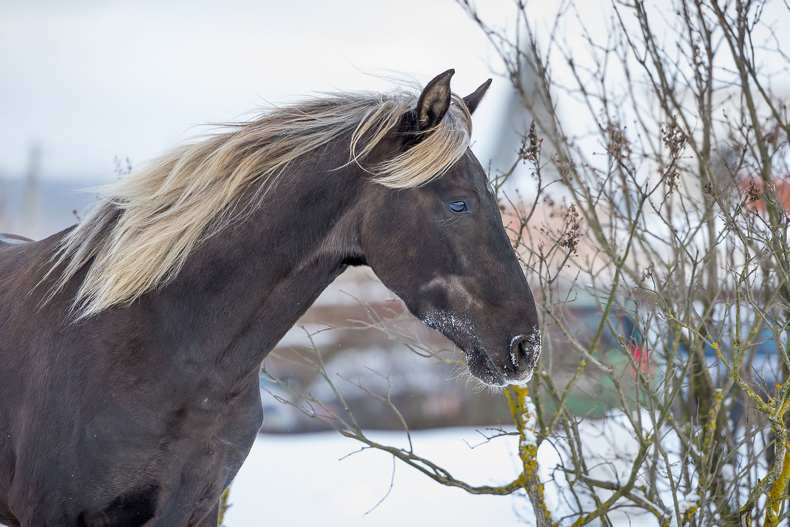 13 Horse Colors And Patterns So Unique They’ll Take Your Breath Away