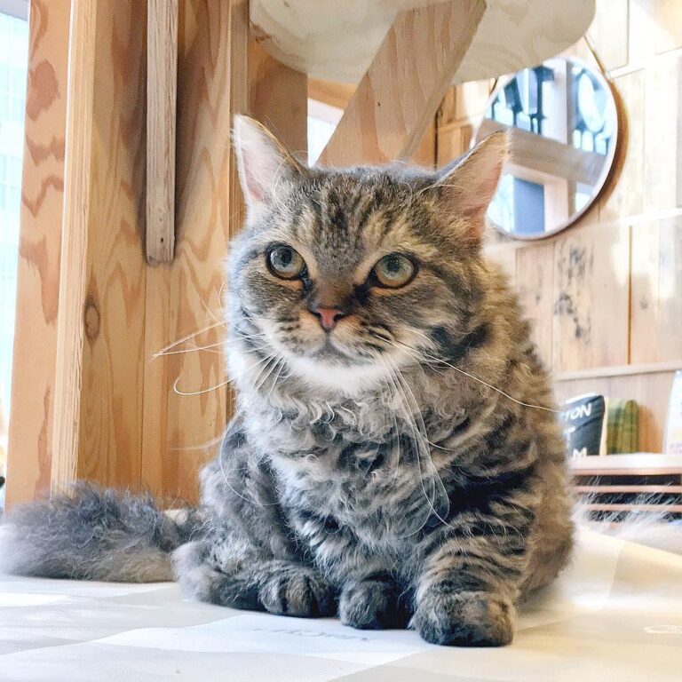 10 Short-Legged Cat Breeds You’ll Fall In Love With