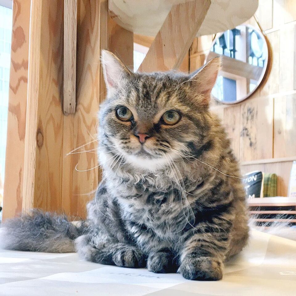 10 Short-Legged Cat Breeds You’ll Fall In Love With