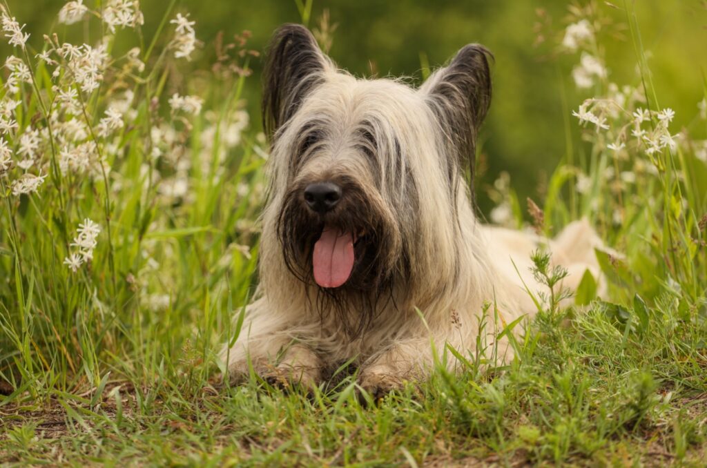 9 Medium-Sized Terrier Breeds That Will Steal Your Heart