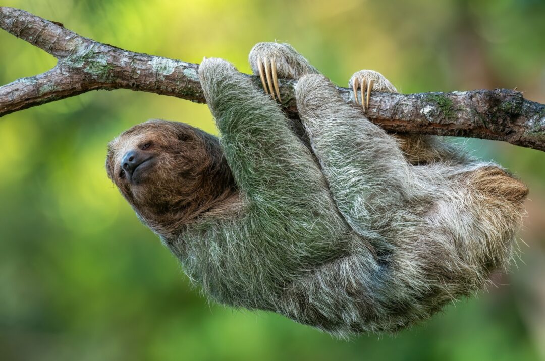 16 Independent Animals Who Prefer Their Own Company