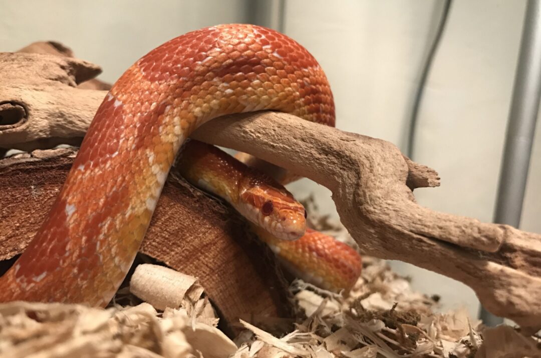 15 Chill Pets That Don’t Need As Much Attention As Dogs