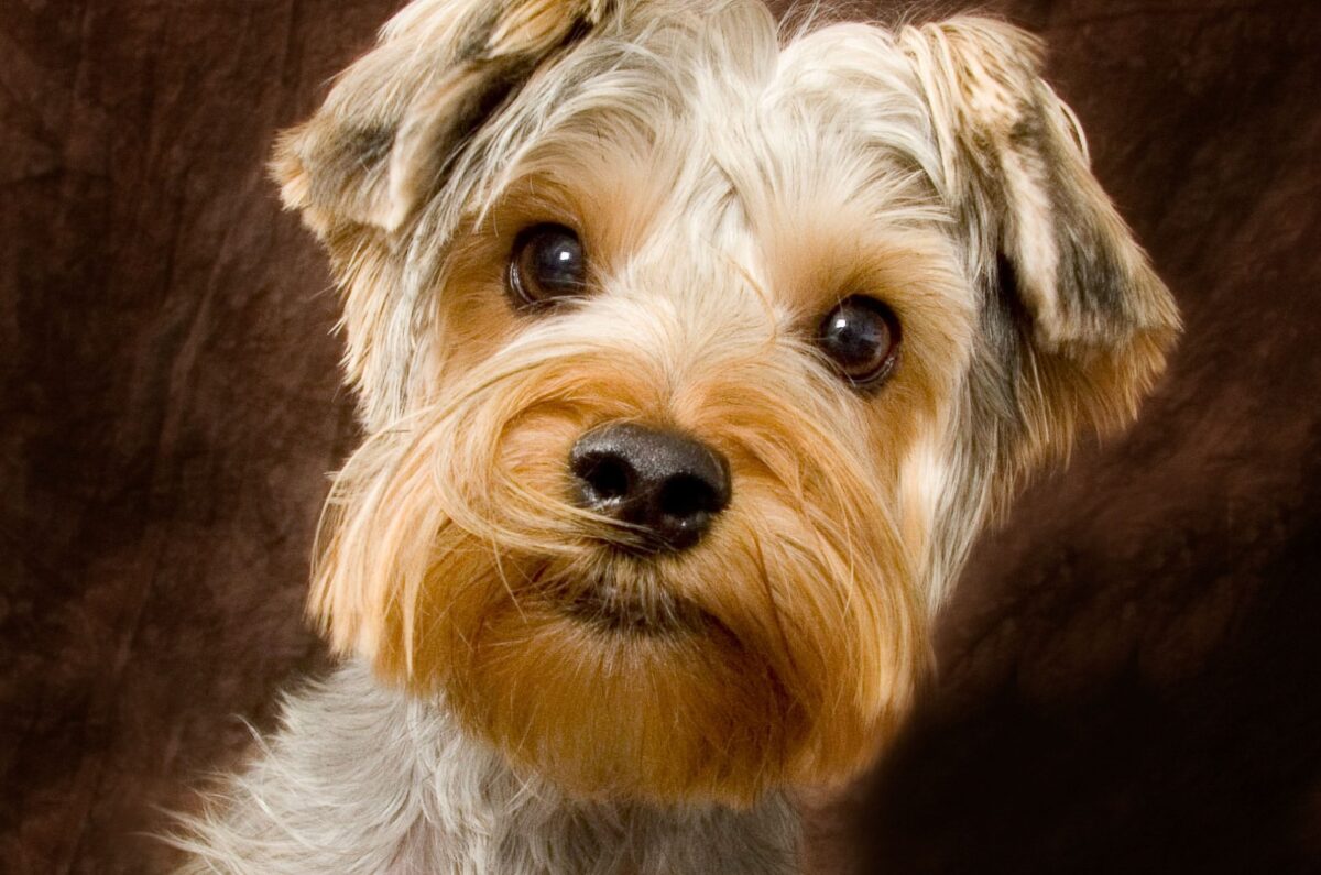 22 Stunning Yorkie Mixes That Will Capture Your Attention And Your Heart