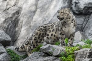 19 Endangered Species That Prove Recovery Is Possible