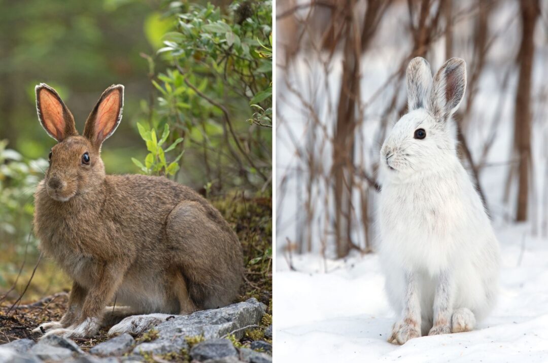 8 Fascinating Animals That Turn White In Wintertime