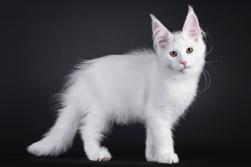 25 Beautiful And Rare Cat Colors And Patterns