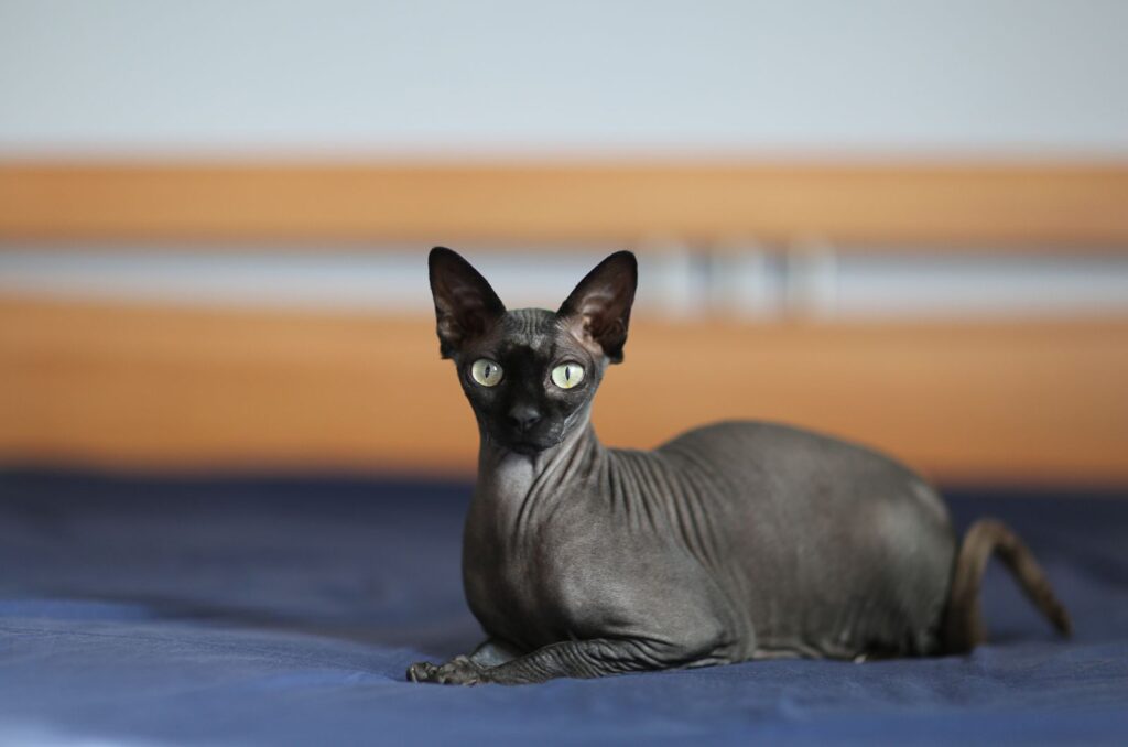 18 Cat Breeds With Weirdly Small Heads