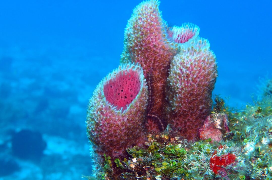 20 Incredible Animals That Have The Power To Clone Themselves