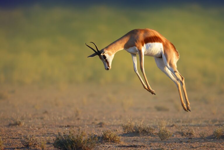 10 Fastest Animals That Dominate The Speed Game