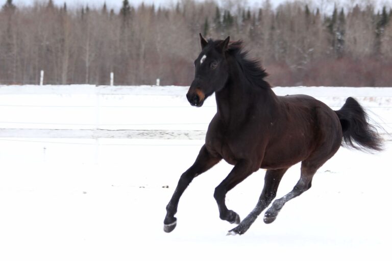9 Cheapest Horses To Keep As Pets And Why They’re Perfect For You
