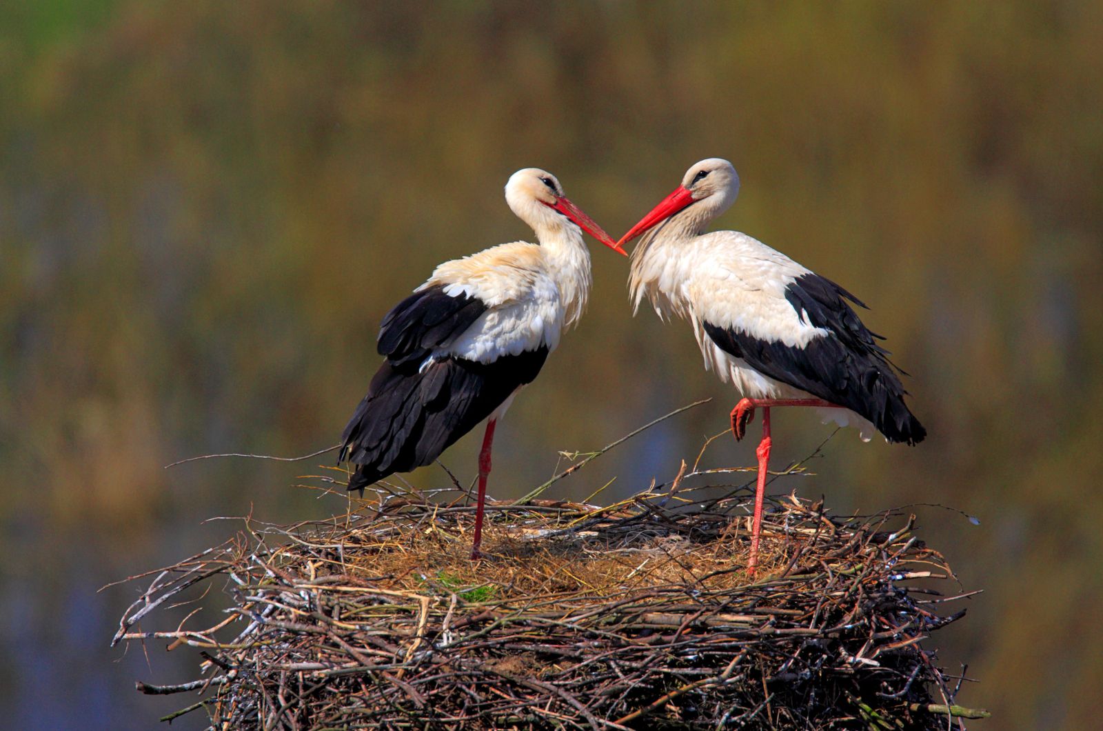 11 Animals That Mate For Life And Stay Together Forever