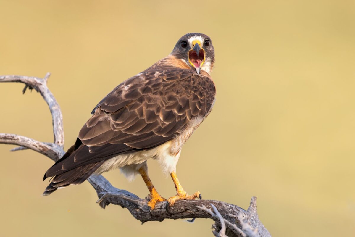 17 Incredible Animals Known For Their Long-Distance Migrations