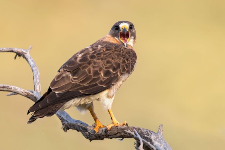 17 Incredible Animals Known For Their Long-Distance Migrations