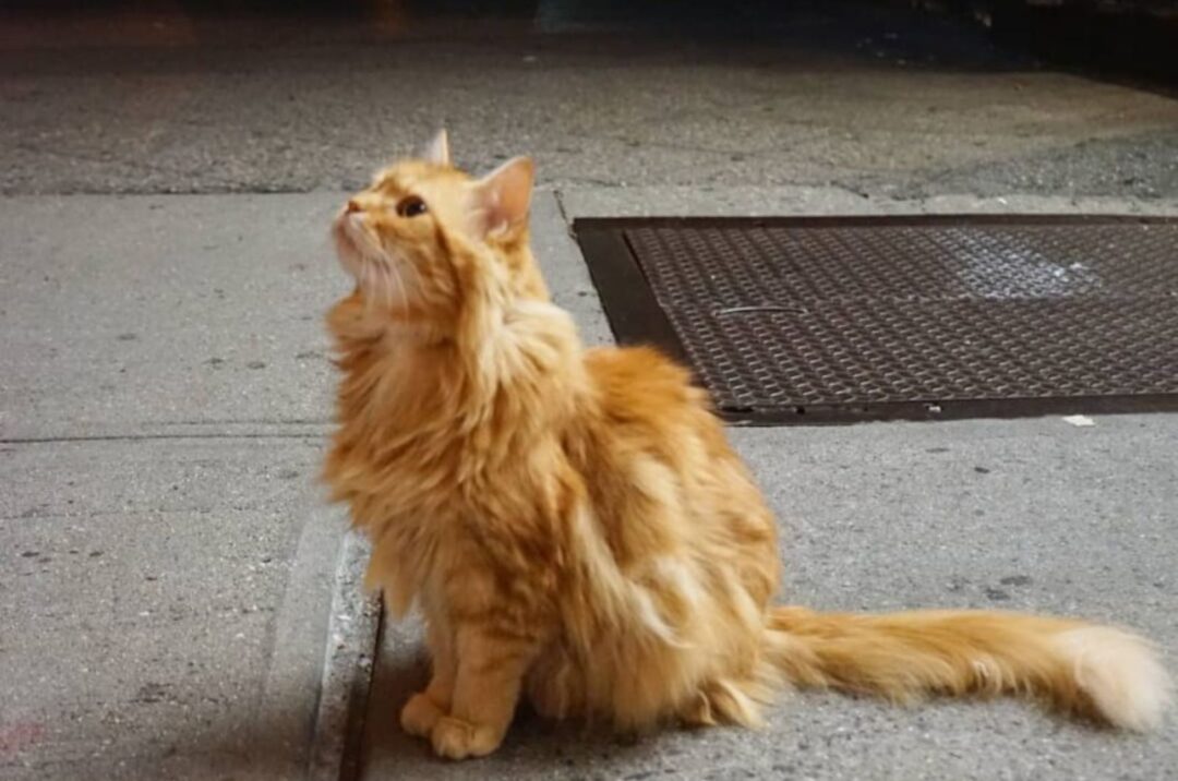 12 Curly-Hair Cat Breeds That Will Leave You Breathless