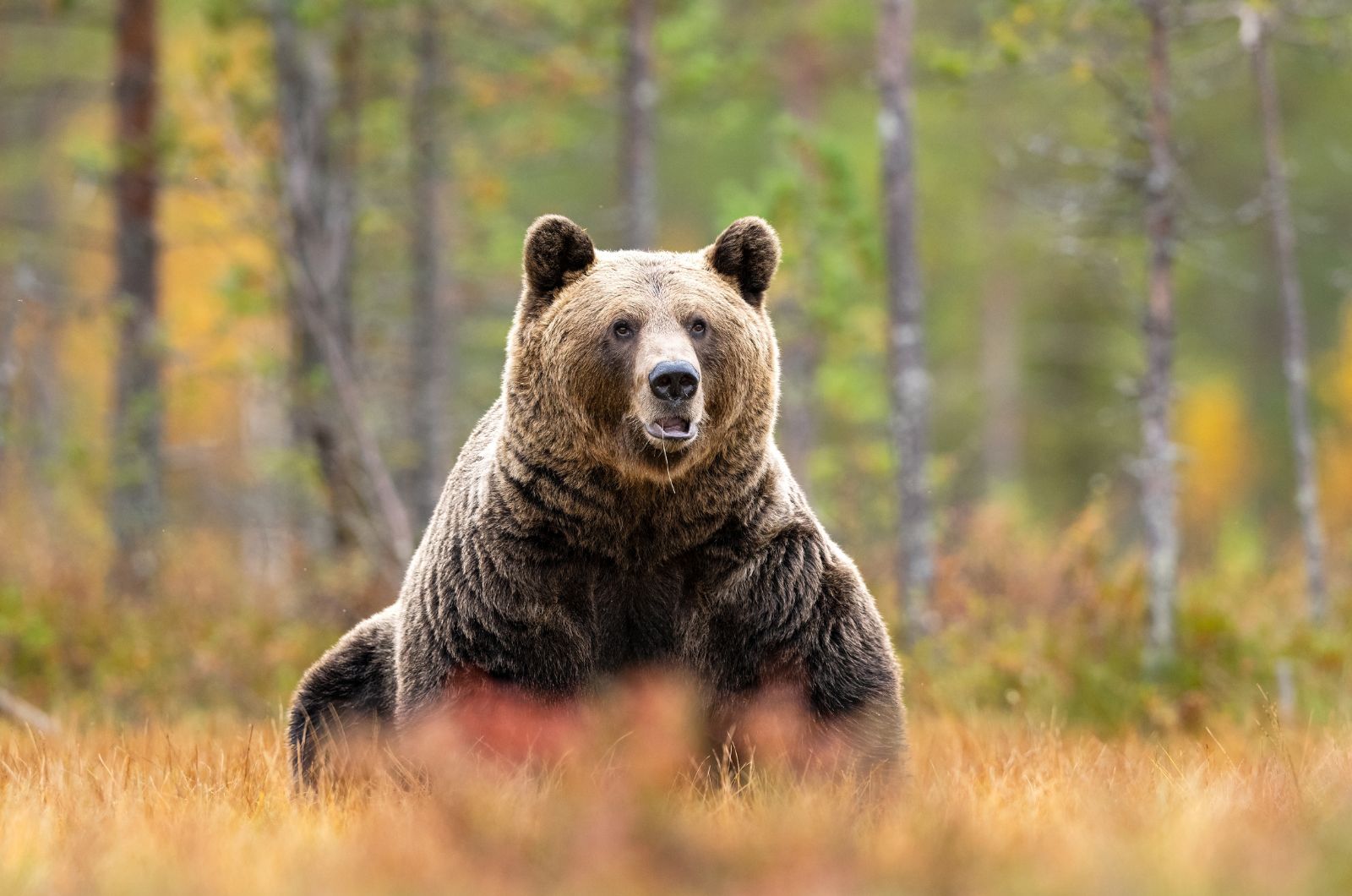 13 Resilient Animals That Lived Through The Ice Age