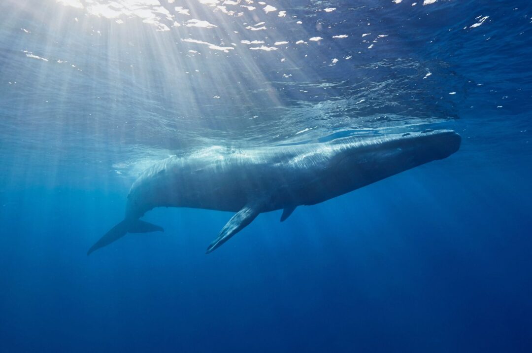 12 Incredible Giants Of The Animal Kingdom