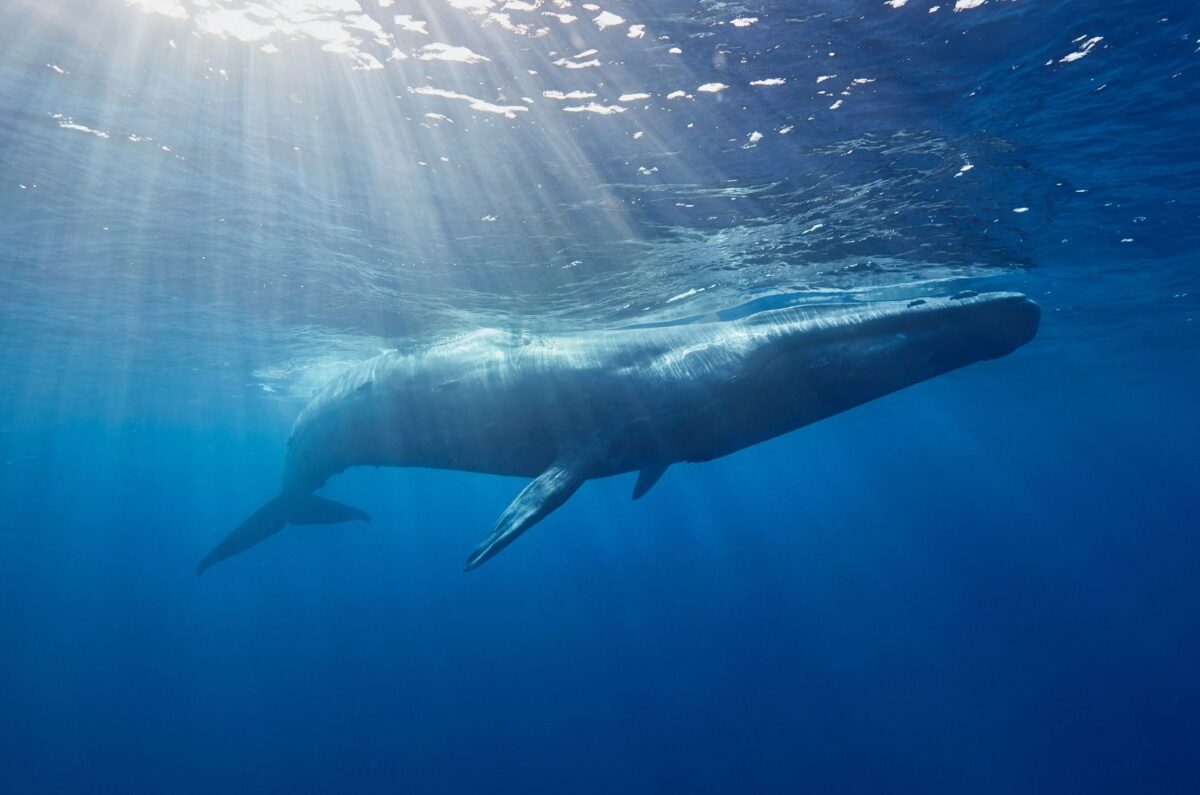 12 Incredible Giants Of The Animal Kingdom
