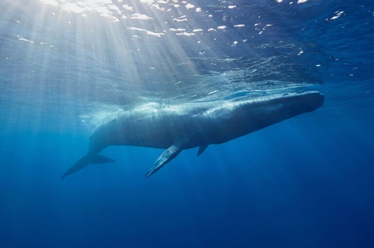 12 Incredible Giants Of The Animal Kingdom