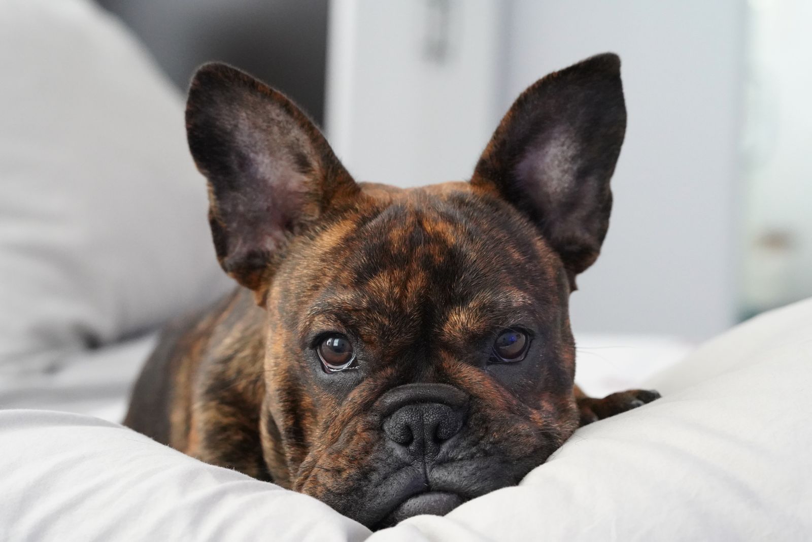 11 Astonishing Dog Coat Colors And Patterns You Have To See