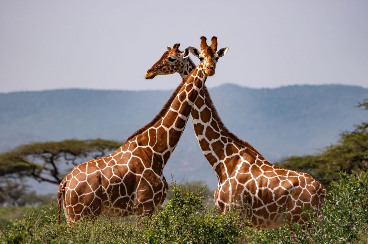 12 Incredible Giants Of The Animal Kingdom