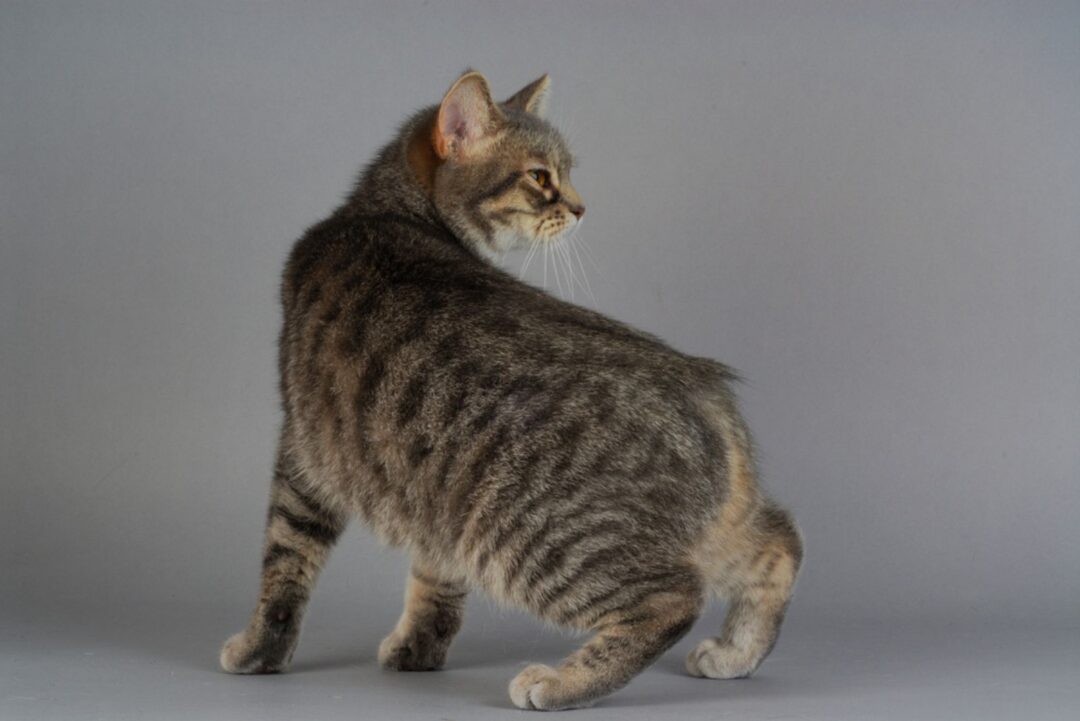 12 Irresistible Tailless Cat Breeds You’ll Fall In Love With
