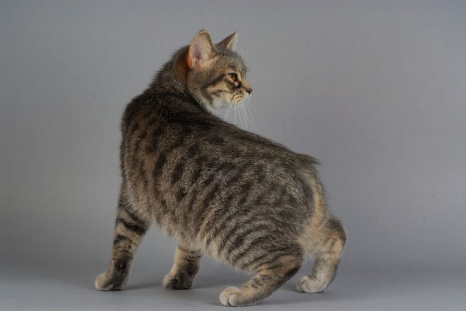 12 Irresistible Tailless Cat Breeds You’ll Fall In Love With
