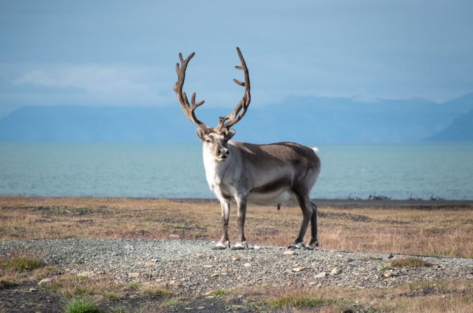 13 Resilient Animals That Lived Through The Ice Age