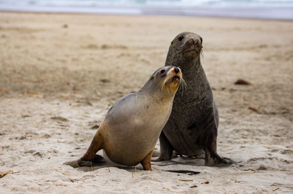 13 Resilient Animals That Lived Through The Ice Age