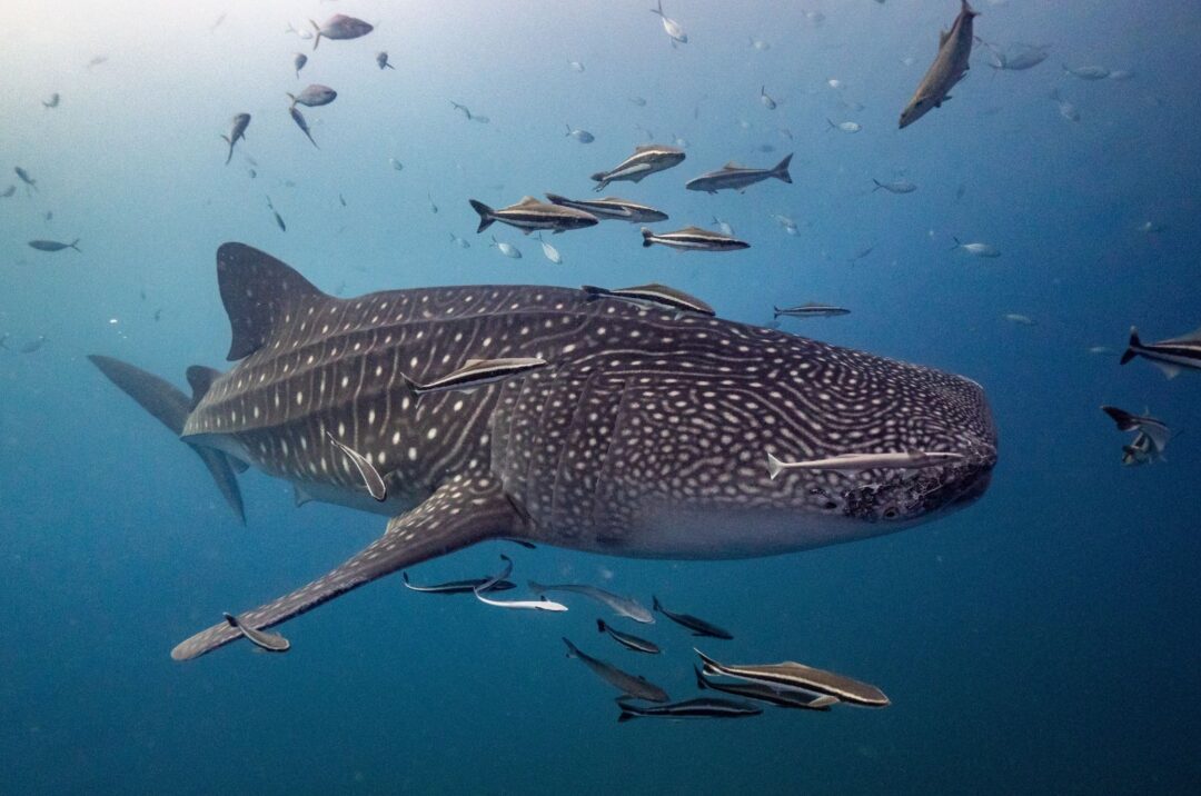 12 Incredible Giants Of The Animal Kingdom