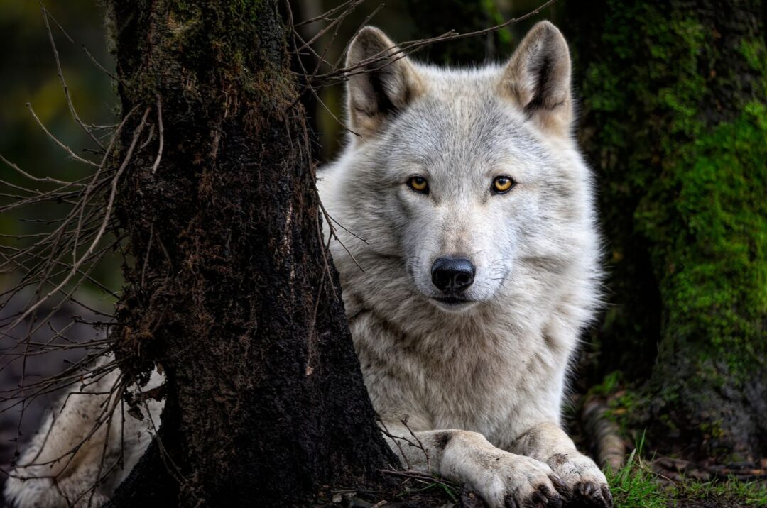 13 Resilient Animals That Lived Through The Ice Age