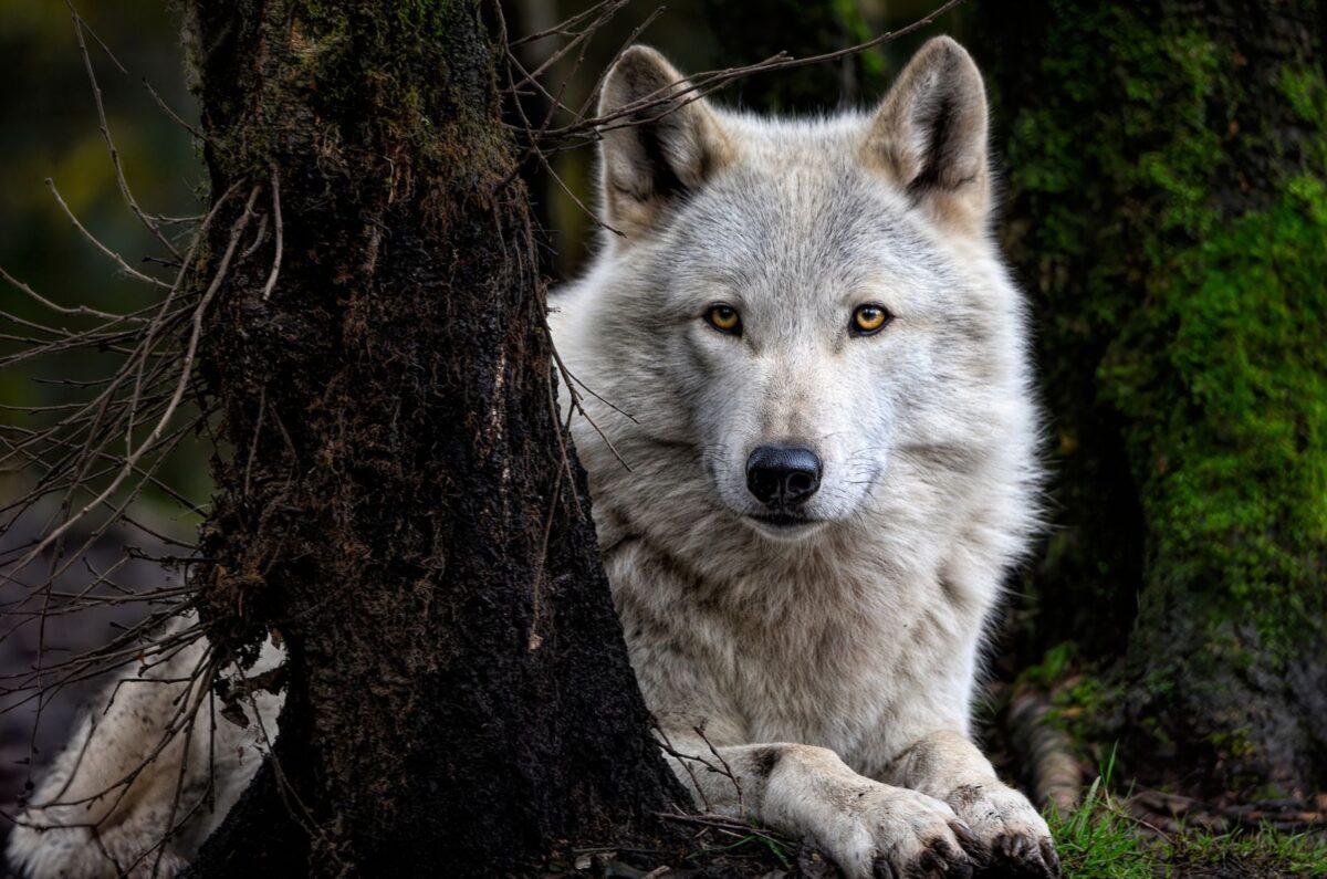 13 Resilient Animals That Lived Through The Ice Age