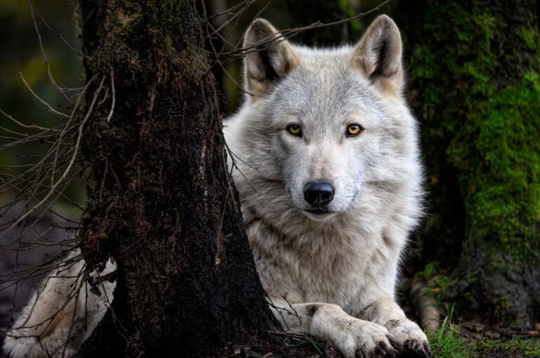 13 Resilient Animals That Lived Through The Ice Age