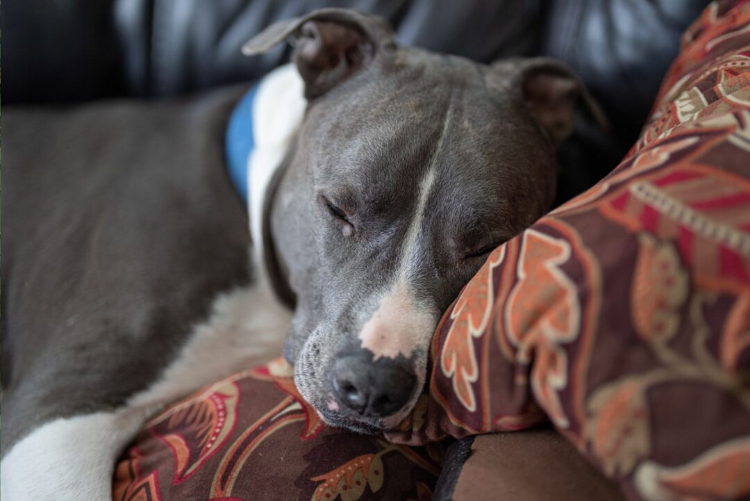 16 Dog Breeds That Love Their Sleep: Ranked From Least Sleepy To Most ...
