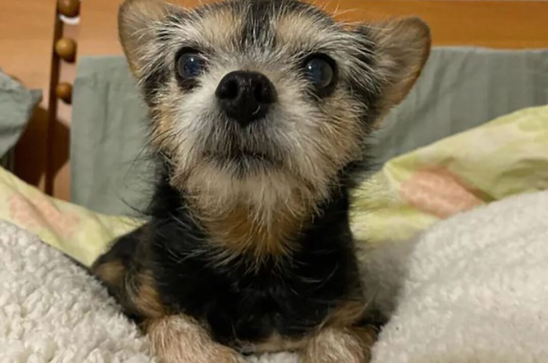 22 Stunning Yorkie Mixes That Will Capture Your Attention And Your Heart