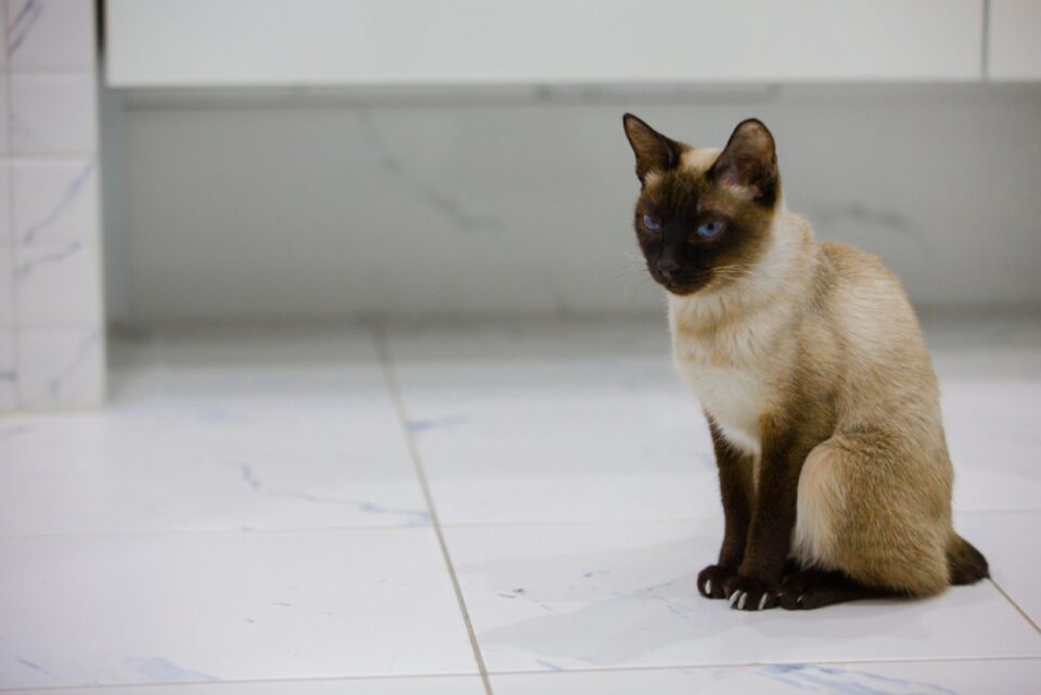 12 Irresistible Tailless Cat Breeds You’ll Fall In Love With